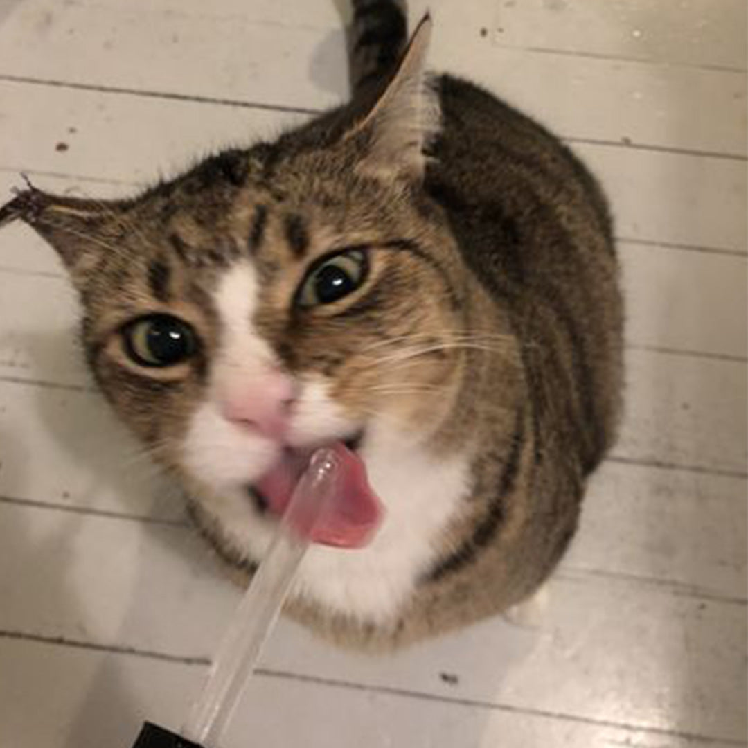 Arthur absolutely adores the coconut oil – Olive's Kitchen