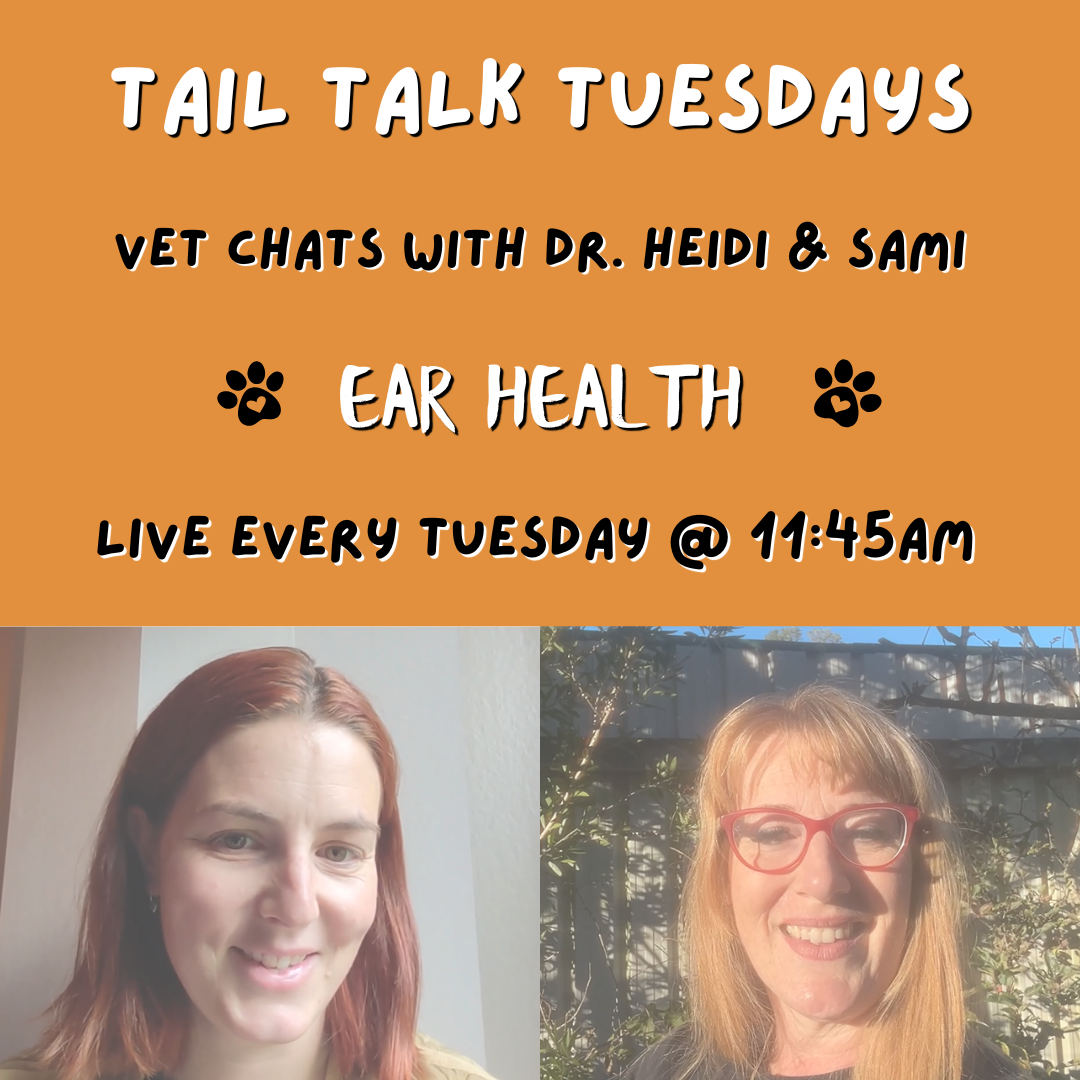 Dog Ear Health Explained | Full Vet Session with Dr Heidi – Olive's Kitchen