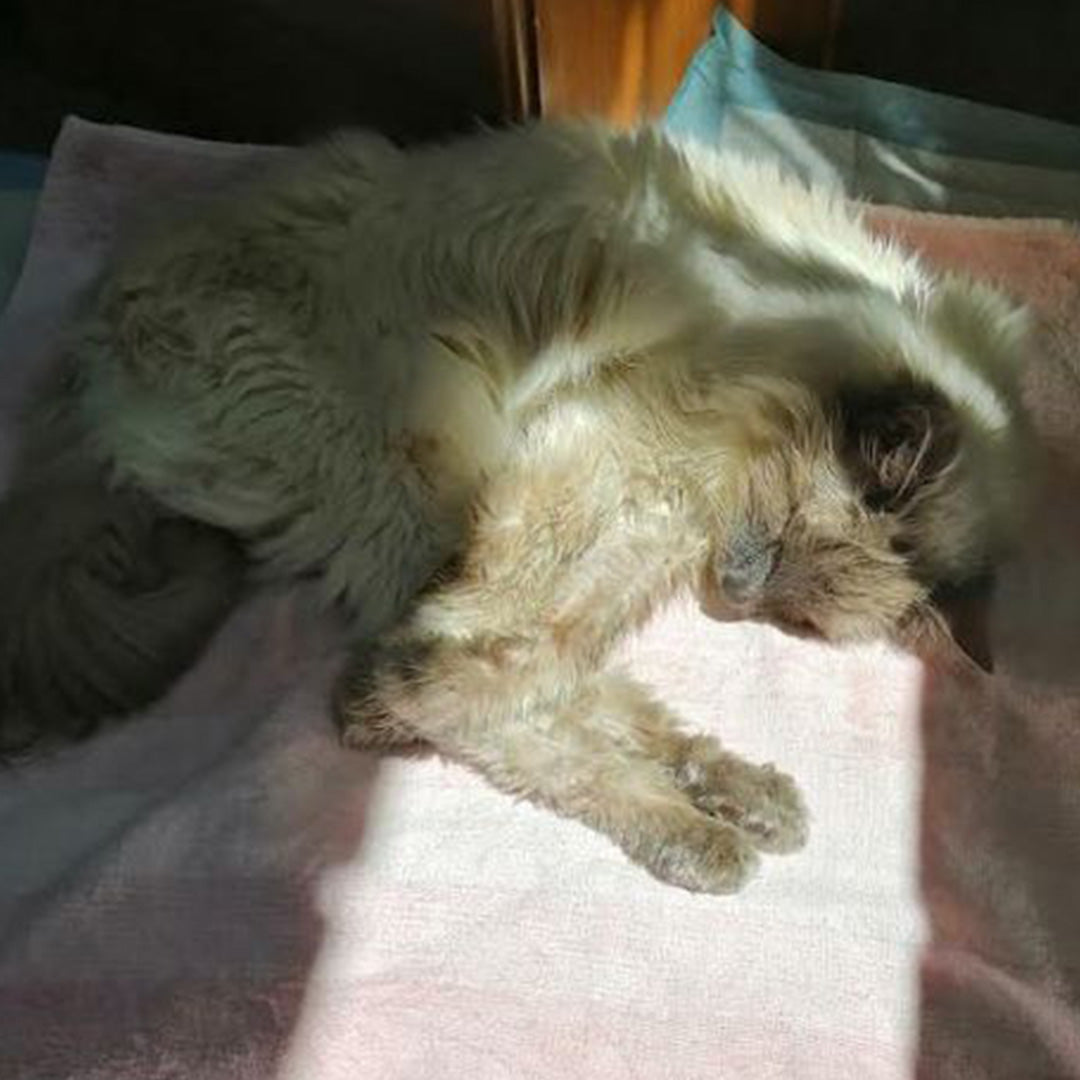 Since using Pet Paw Balm the improvement in her paws has been amazing ...