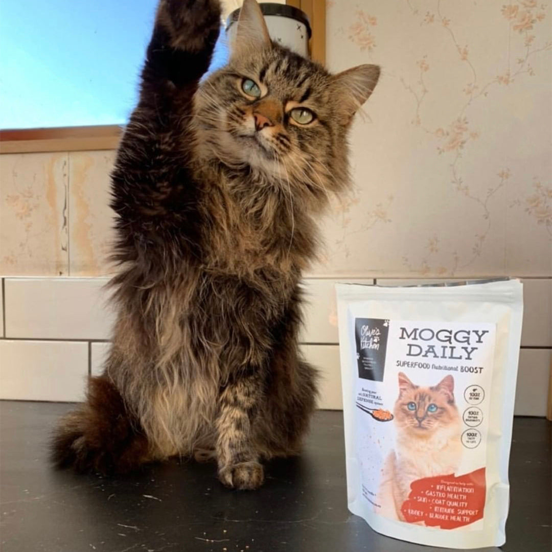 Our Cats Scoff Down Their Food with Moggy Daily – Olive's Kitchen