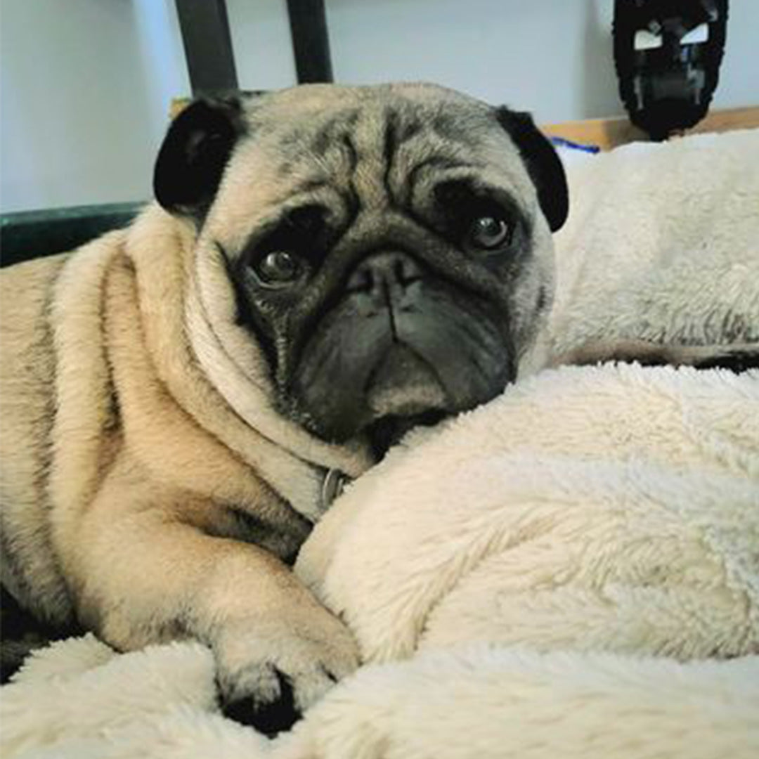 Best treat for him! – Olive's Kitchen