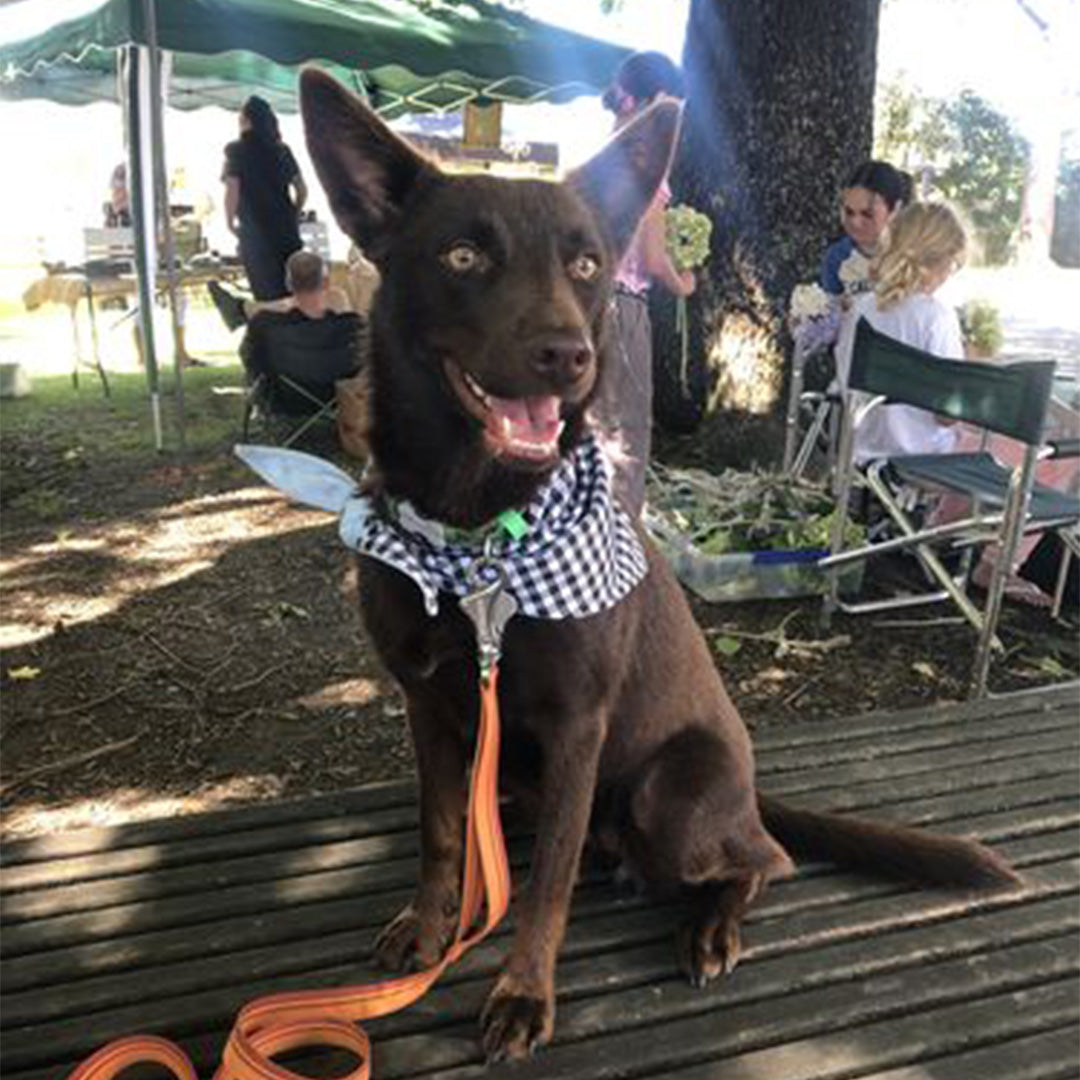 Pippi loves her Doggy Daily – Olive's Kitchen