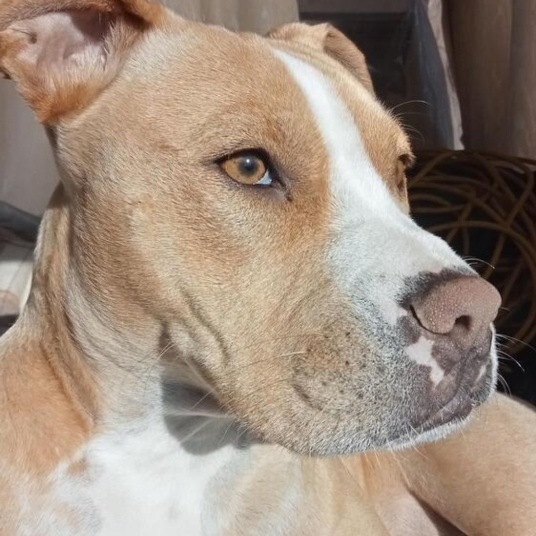 After a couple of weeks there's less scratching! – Olive's Kitchen