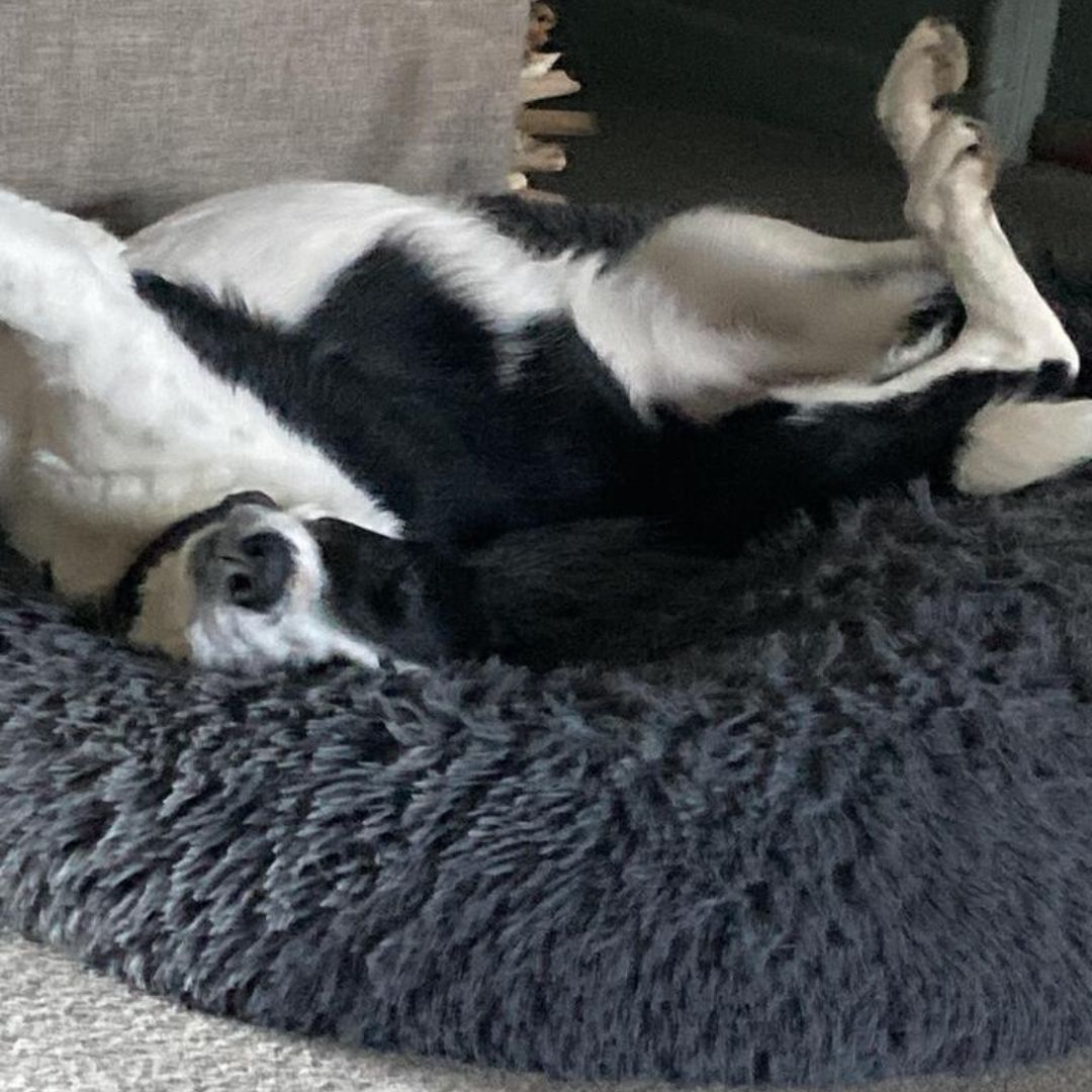 Less licking and scratching! – Olive's Kitchen