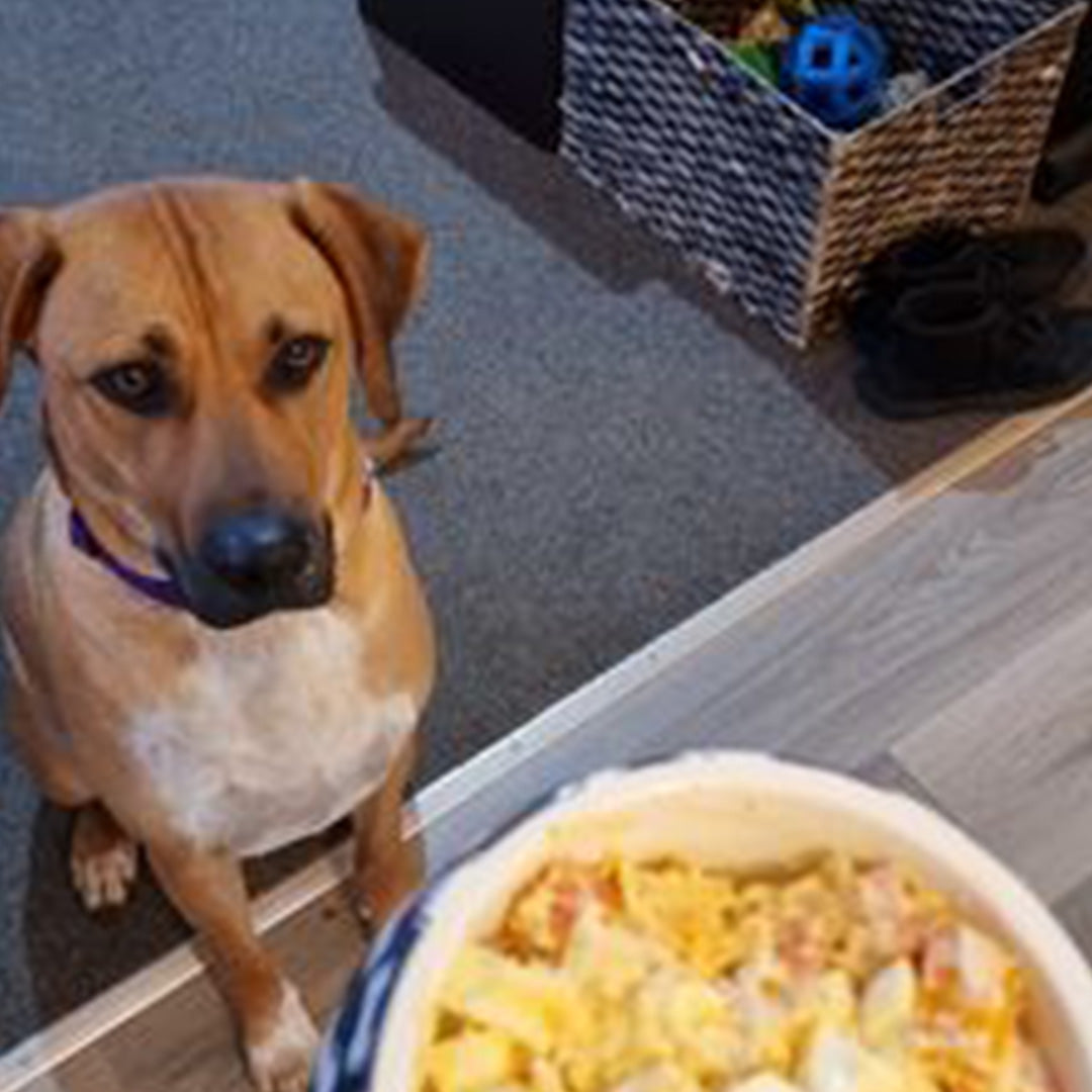 She licks the bowl so clean! – Olive's Kitchen