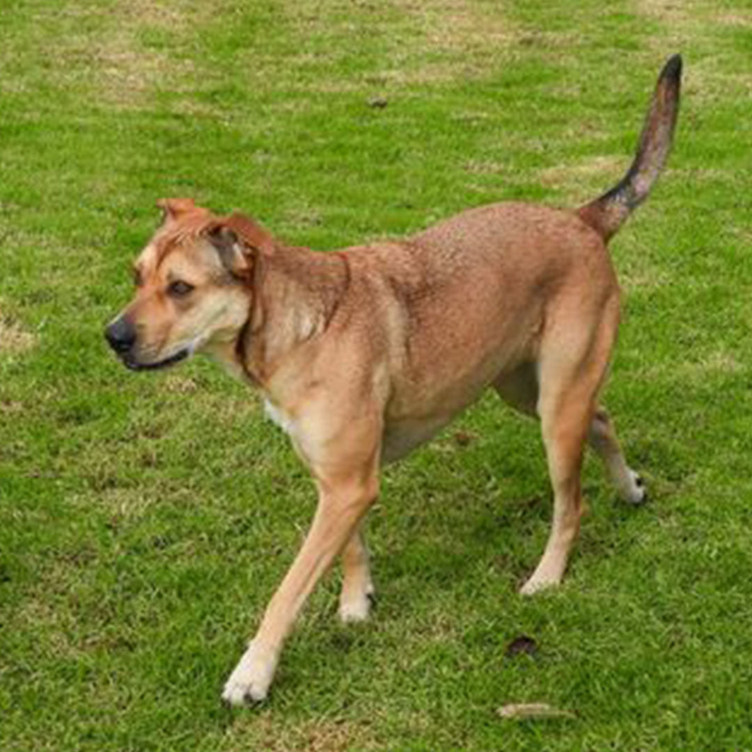 No smelly coat thanks to Doggy Daily – Olive's Kitchen