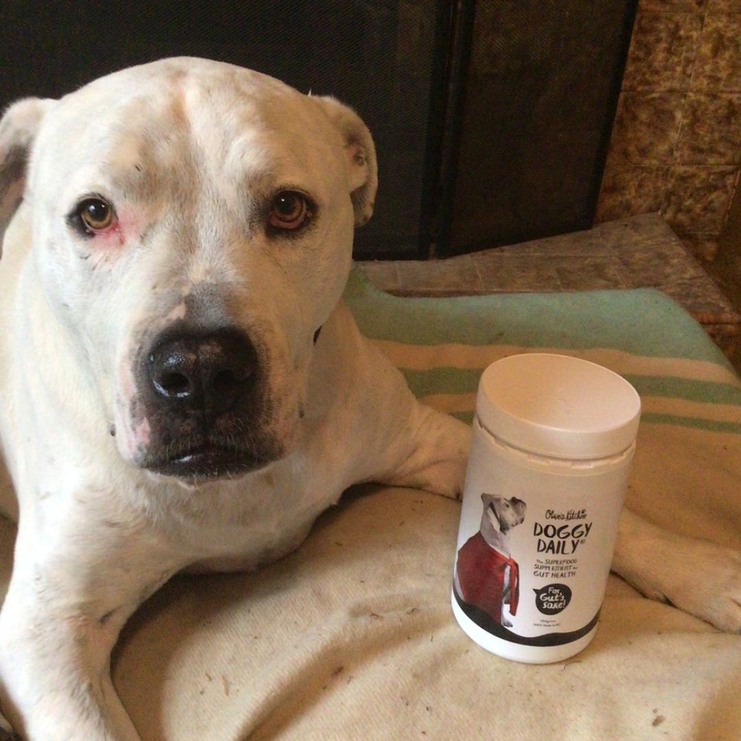 Doggy Daily | Natural Health Supplement for Dogs | NZ – Olive's Kitchen