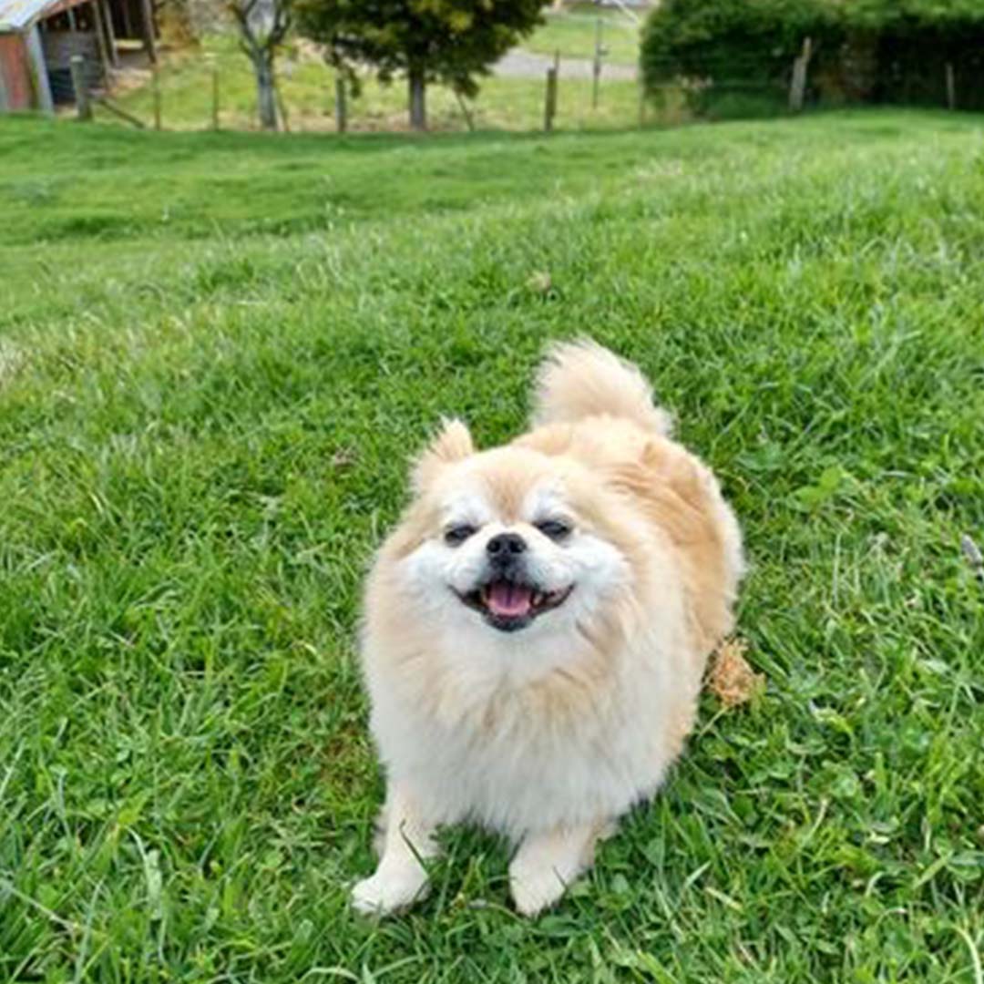 No biting and soft fur – Olive's Kitchen