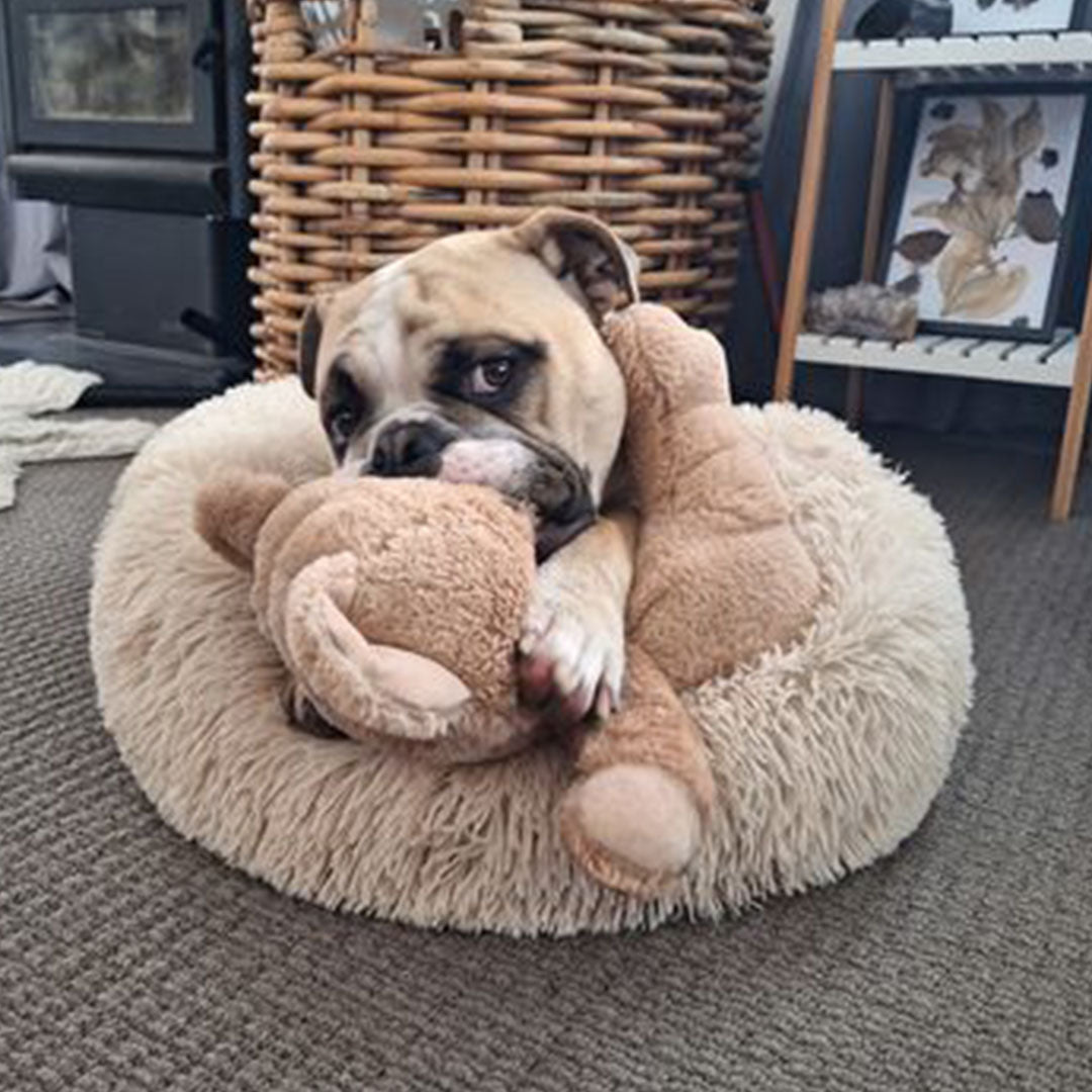Doggy Daily actually works – Olive's Kitchen