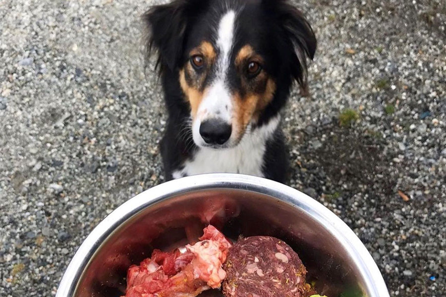 If you have an anxious or neurotic dog, this blog post is for you ...